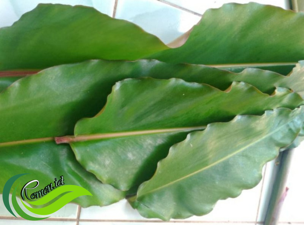 Kecombrang, Tanaman Khas Indonesia yang Kaya Manfaat - Media Hobi dan ...