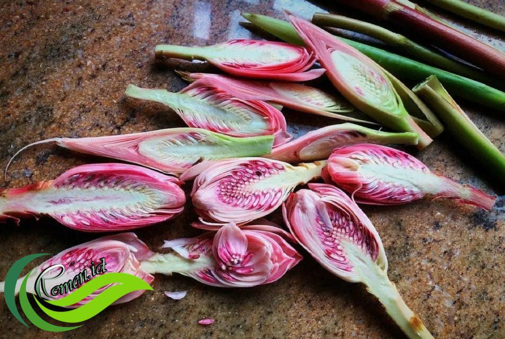 Kecombrang, Tanaman Khas Indonesia yang Kaya Manfaat - Media Hobi dan ...