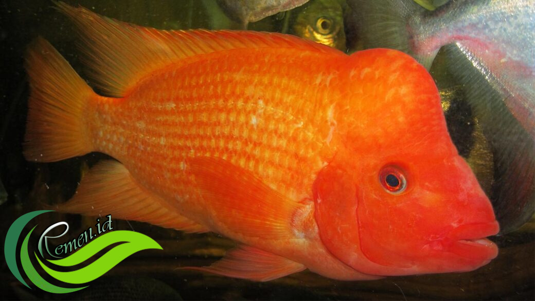 Louhan, Ikan Unik yang Dipercaya Pembawa Keberuntungan - Media Hobi dan ...