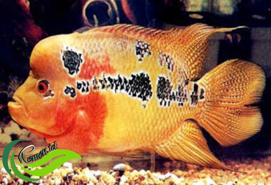 Louhan, Ikan Unik yang Dipercaya Pembawa Keberuntungan - Media Hobi dan ...