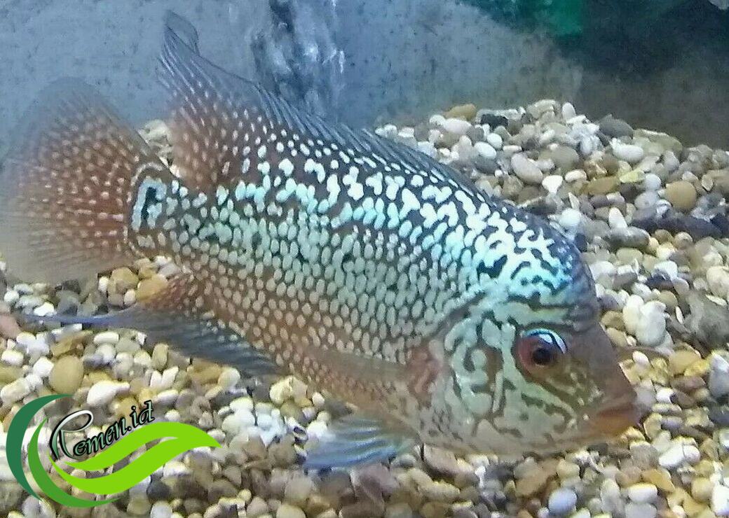 Louhan, Ikan Unik yang Dipercaya Pembawa Keberuntungan - Media Hobi dan ...