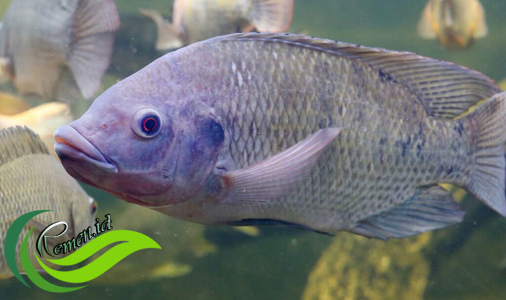 Ikan Nila, Jenis Ikan Air Tawar yang Banyak Dibudidayakan dan ...