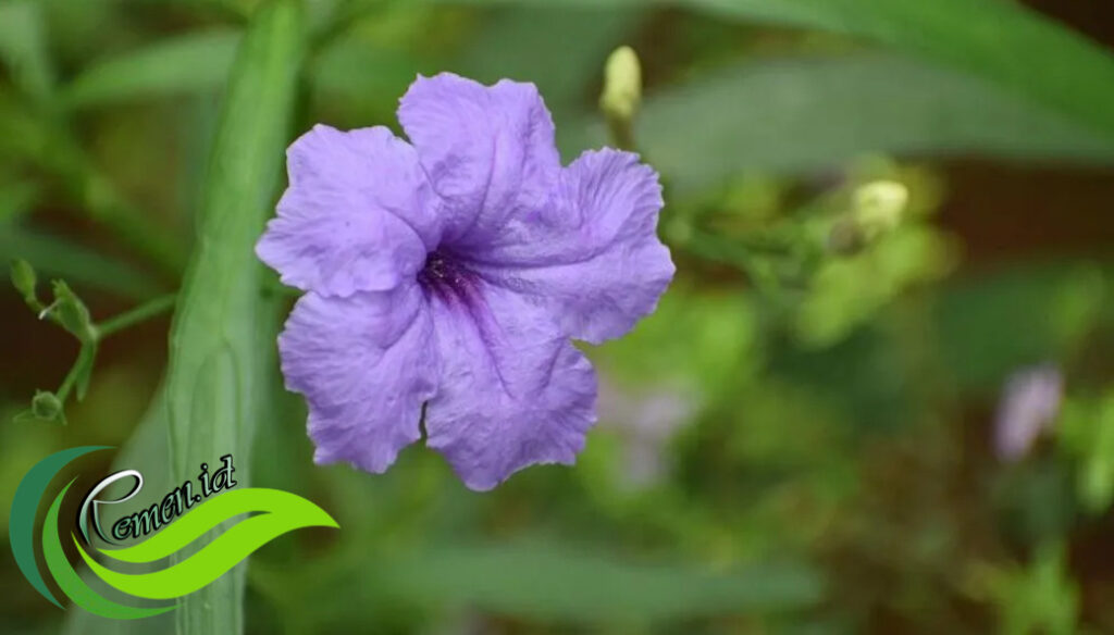 Bunga Kencana Ungu, Tanaman Liar yang Bisa Dijadikan Obat hingga ...