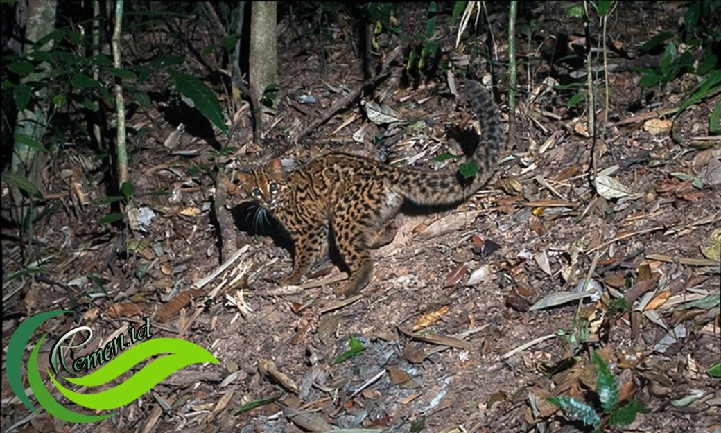 Kucing Batu, Penghuni Pedalaman Hutan Kalimantan yang Kian Langka ...
