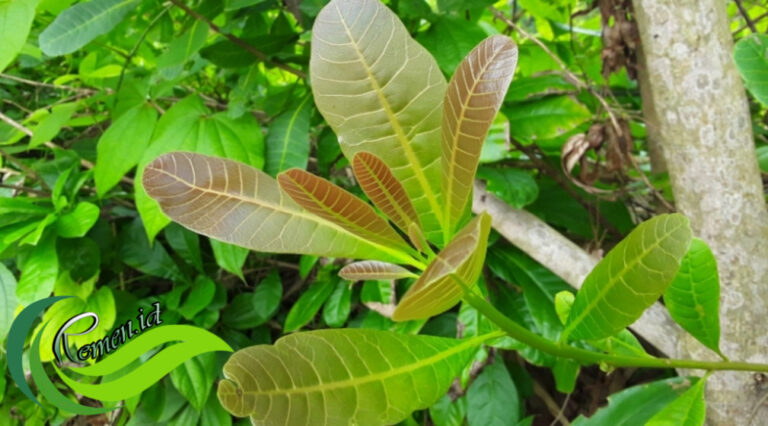 Jambu Monyet, Nama dan Rasa yang Unik dengan Segudang Manfaat Bernilai ...