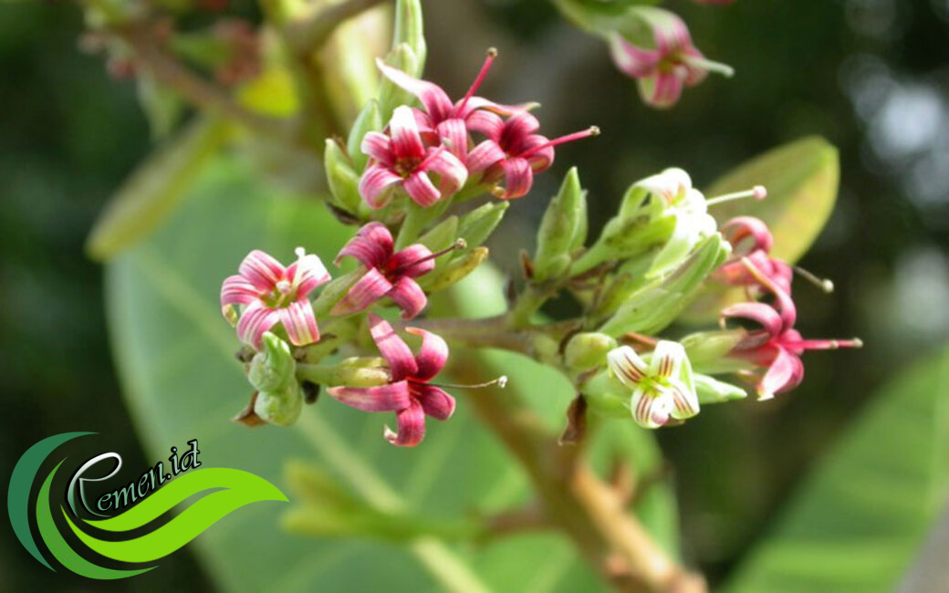 Jambu Monyet, Nama dan Rasa yang Unik dengan Segudang Manfaat Bernilai ...