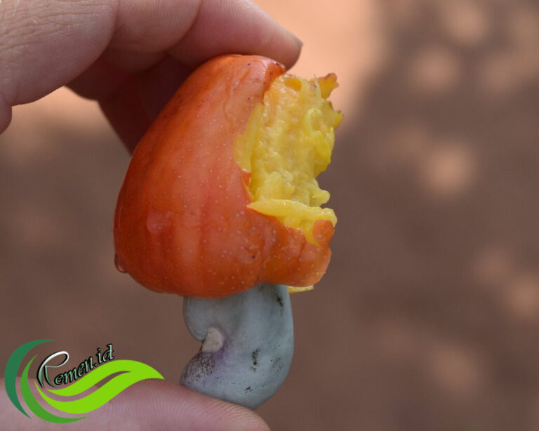 Jambu Monyet, Nama dan Rasa yang Unik dengan Segudang Manfaat Bernilai ...