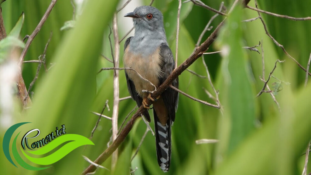 Kedasih, Burung Parasit yang Culas dan Kejam dengan Mitos Pertanda ...