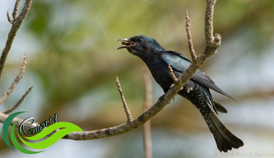 Kedasih, Burung Parasit yang Culas dan Kejam dengan Mitos Pertanda ...