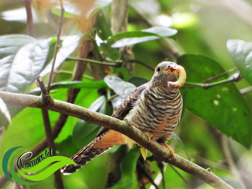 Kedasih, Burung Parasit yang Culas dan Kejam dengan Mitos Pertanda ...