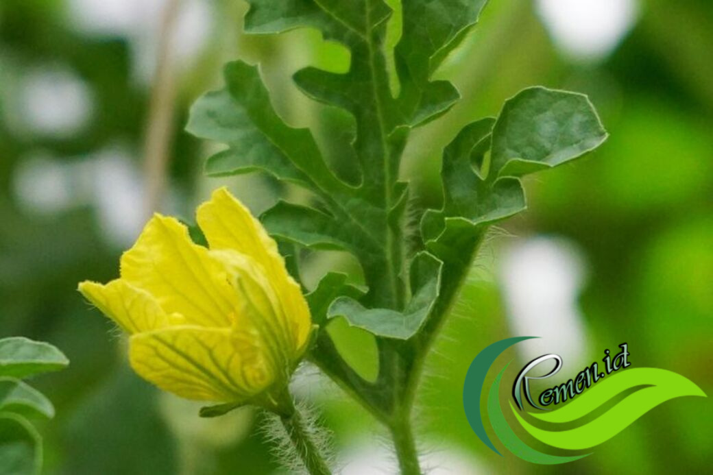 Semangka, Tanaman Buah Tropis Sumber Antioksidan - Media Informasi Hobi ...