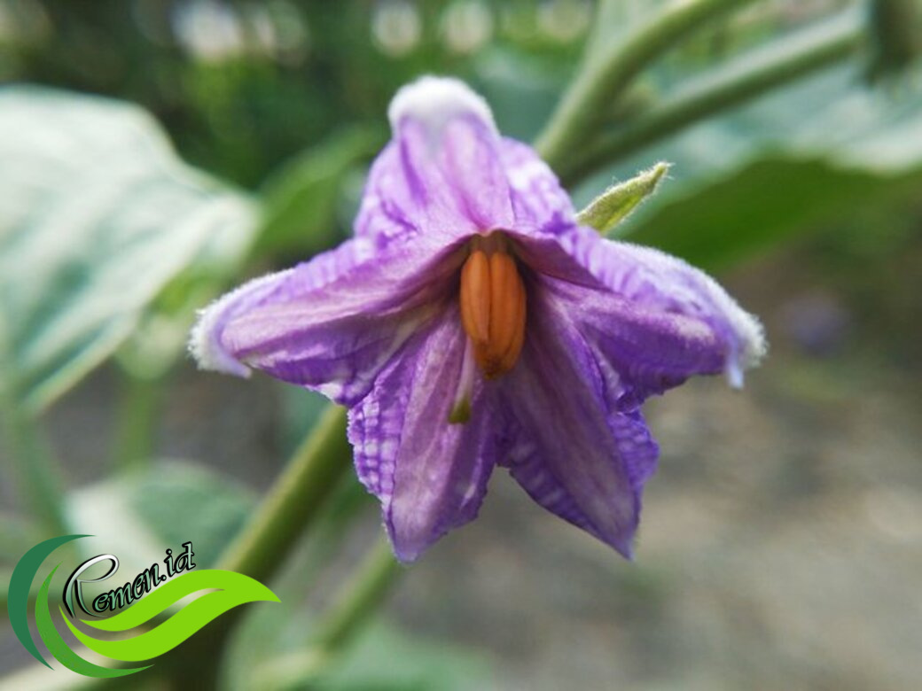 Terong, Buah Kaya Manfaat yang Sering Dikira Sayuran - Media Hobi dan ...