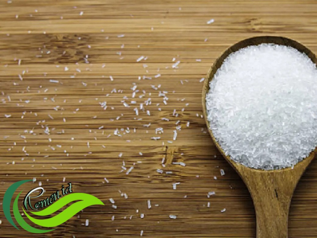 Mekai, Tanaman Liar dari Kalimantan yang Bermanfaat sebagai Penyedap ...