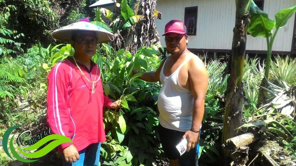 Mekai, Tanaman Liar dari Kalimantan yang Bermanfaat sebagai Penyedap ...