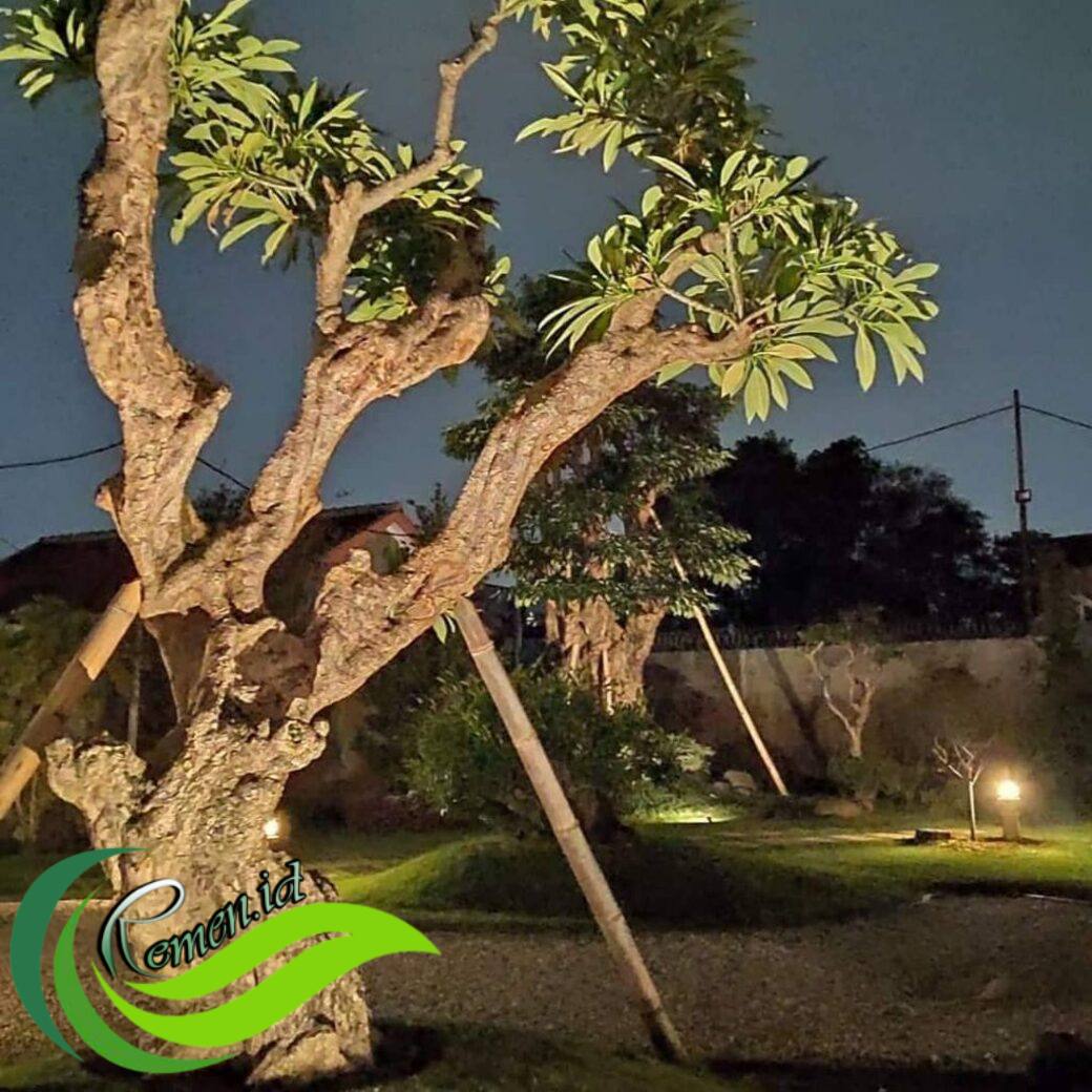 Pohon Kamboja Bunganya Mekar Sepanjang Musim, Kaya Makna dan Manfaat ...