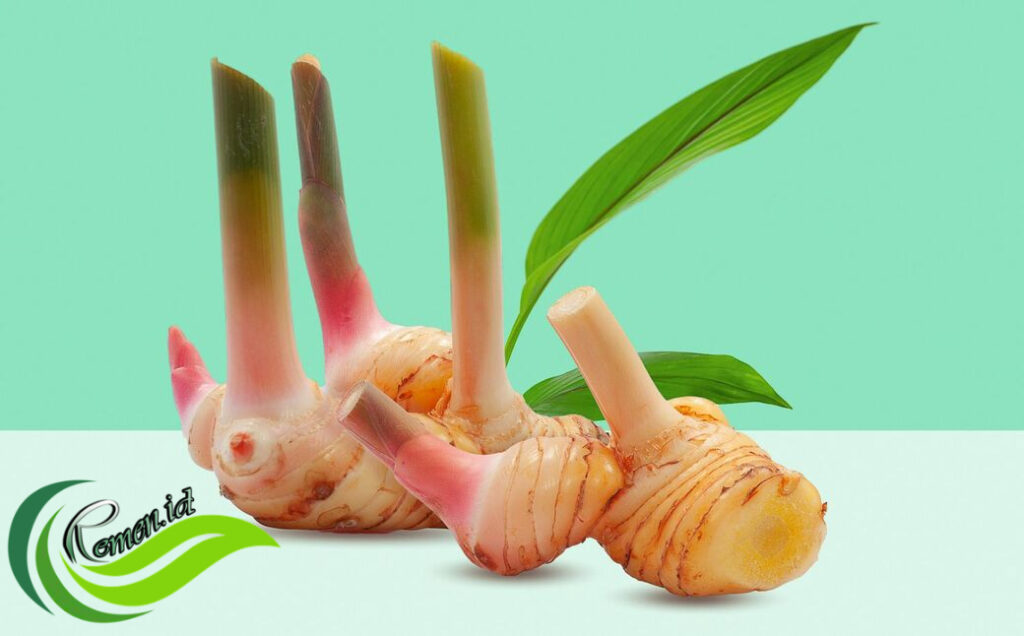 Lengkuas, Tanaman Rimpang yang Banyak Kegunaannya - Media Hobi dan ...