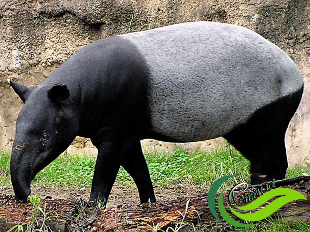 Tapir, Mamalia Unik Mirip Babi Badak dan Trenggiling yang Terancam ...