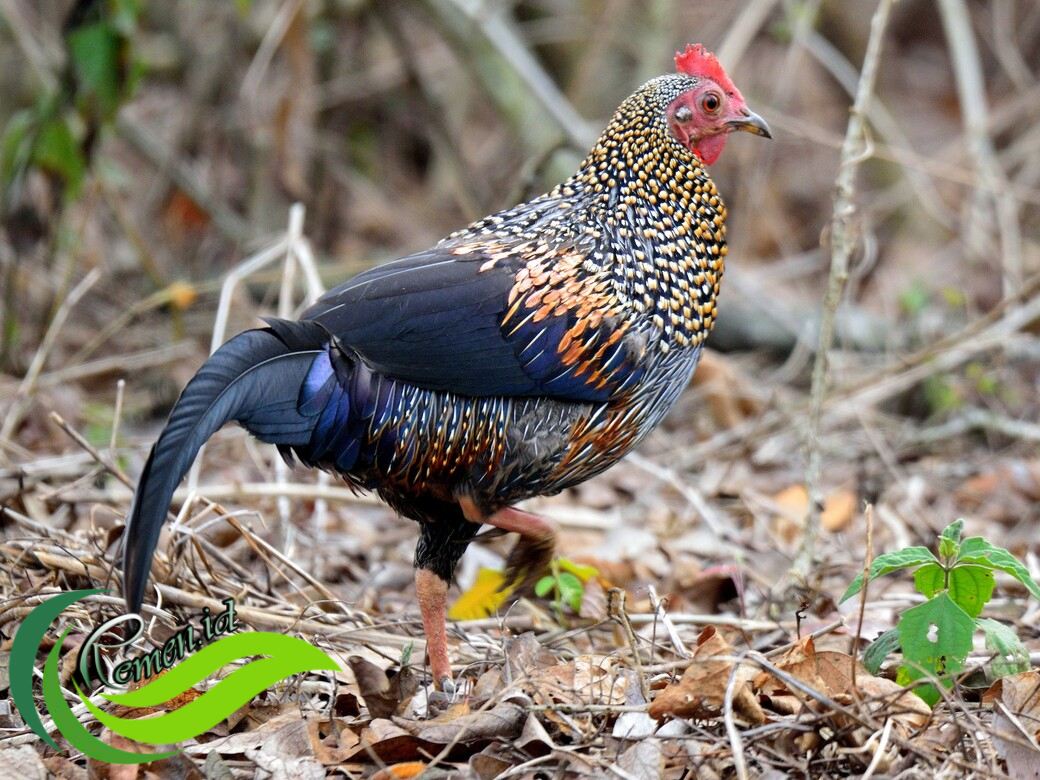 Ayam Hutan, Leluhur Ayam Kampung - Media Hobi dan Informasi
