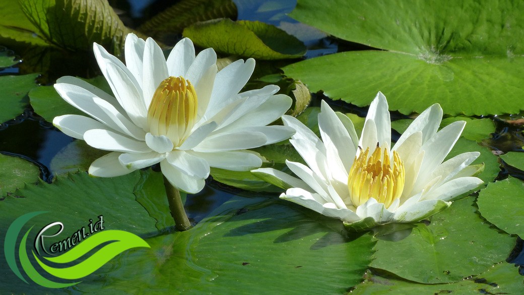 Teratai, Tanaman Hias Cantik yang Hidup Mengapung di Air - Media Hobi ...