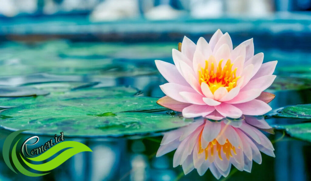 Teratai, Tanaman Hias Cantik yang Hidup Mengapung di Air - Media Hobi ...