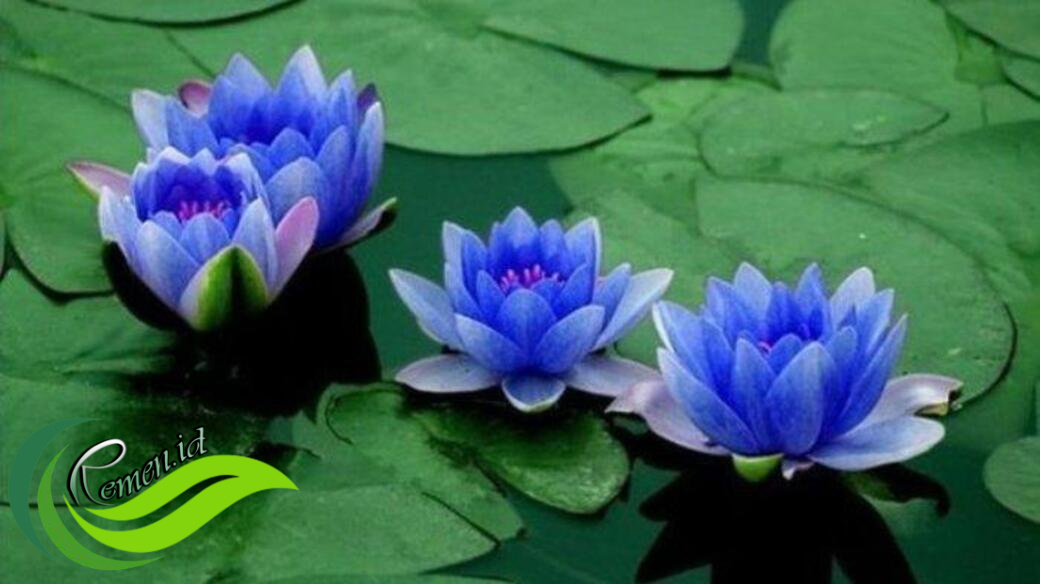 Teratai, Tanaman Hias Cantik yang Hidup Mengapung di Air - Media Hobi ...