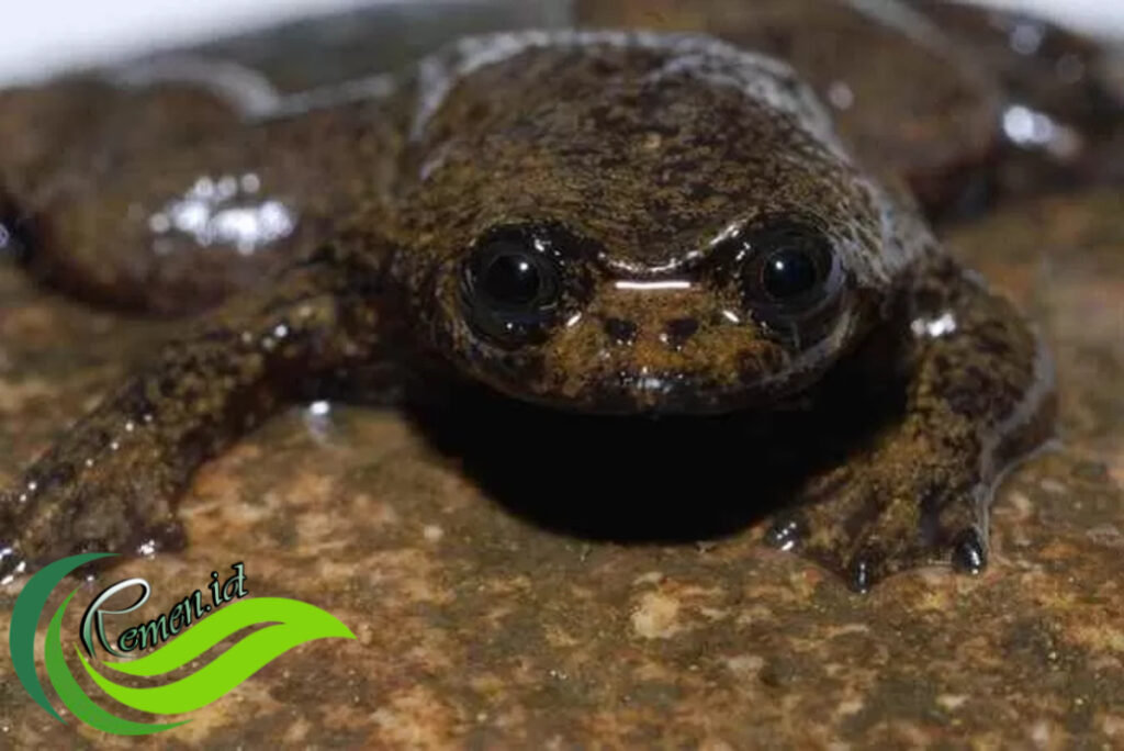 Katak Kepala Pipih Kalimantan, Satu-satunya Jenis Katak di Dunia yang ...