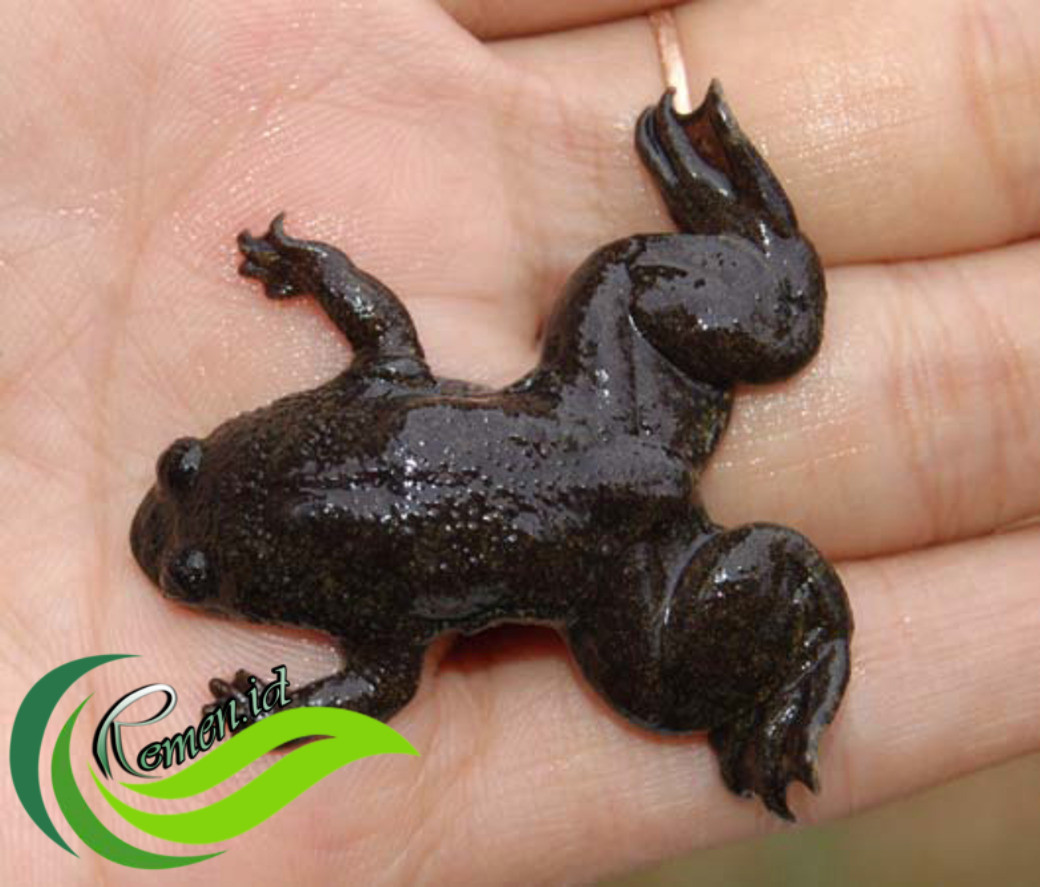 Katak Kepala Pipih Kalimantan, Satu-satunya Jenis Katak di Dunia yang ...
