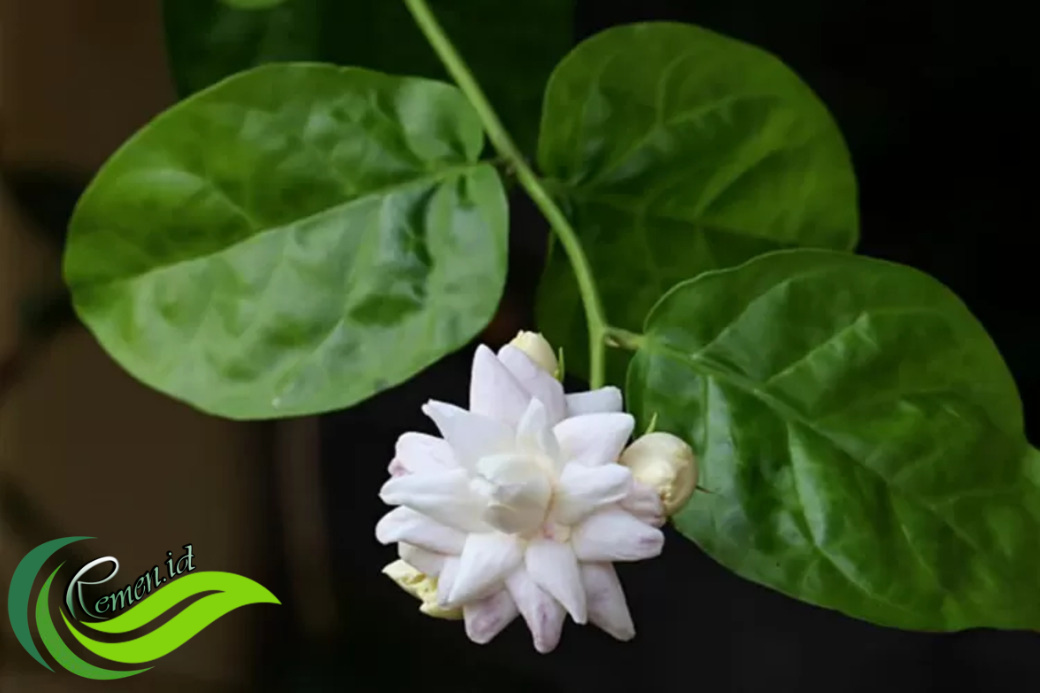 Melati, Puspa Bangsa Indonesia Bunga Cantik dengan Aroma Segar dan Khas ...