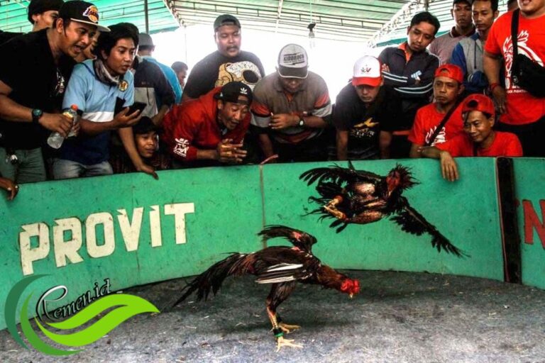 Ayam Pakhoy, Petarung Tangguh Asal Thailand - Media Hobi dan Informasi