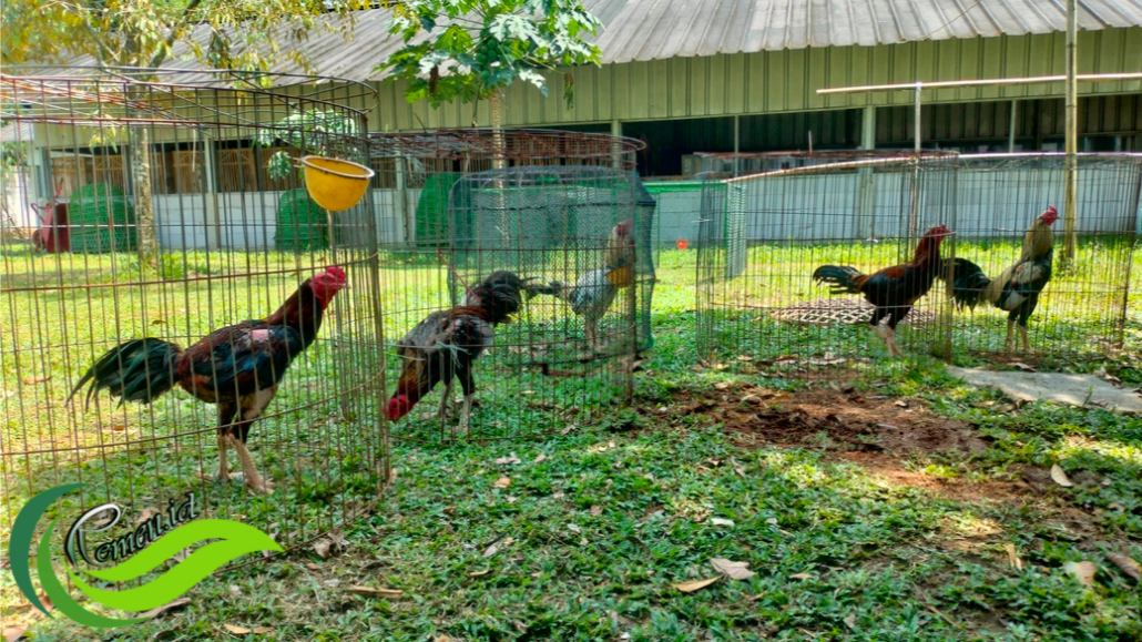 Ayam Pakhoy, Petarung Tangguh Asal Thailand - Media Hobi dan Informasi