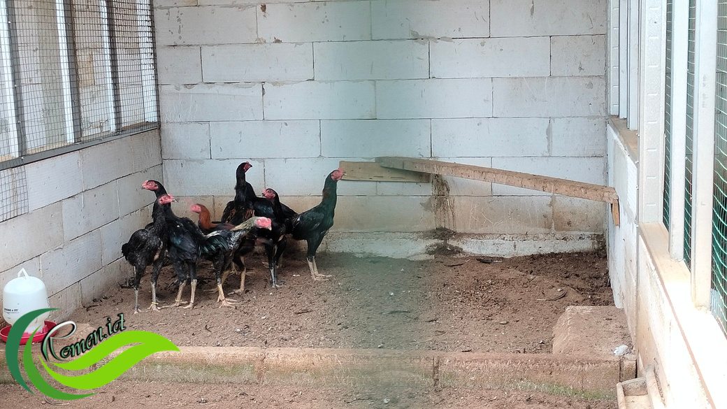 Ayam Pakhoy, Petarung Tangguh Asal Thailand - Media Hobi dan Informasi