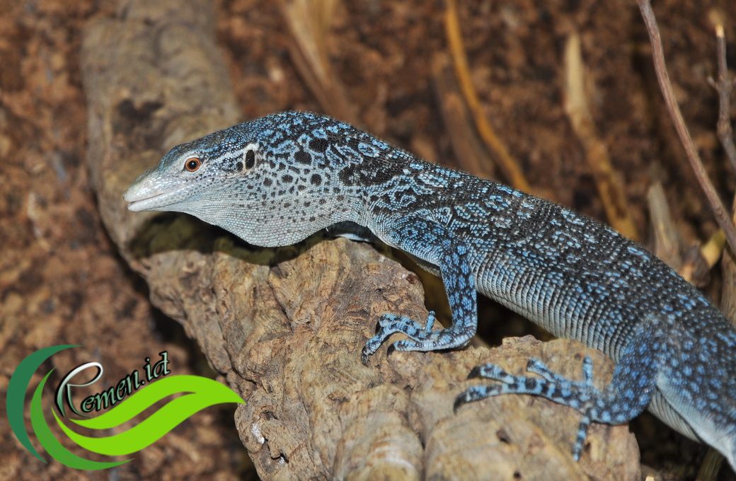 Biawak Pohon Tutul Biru, Reptil Endemik dari Raja Ampat Papua - Media ...