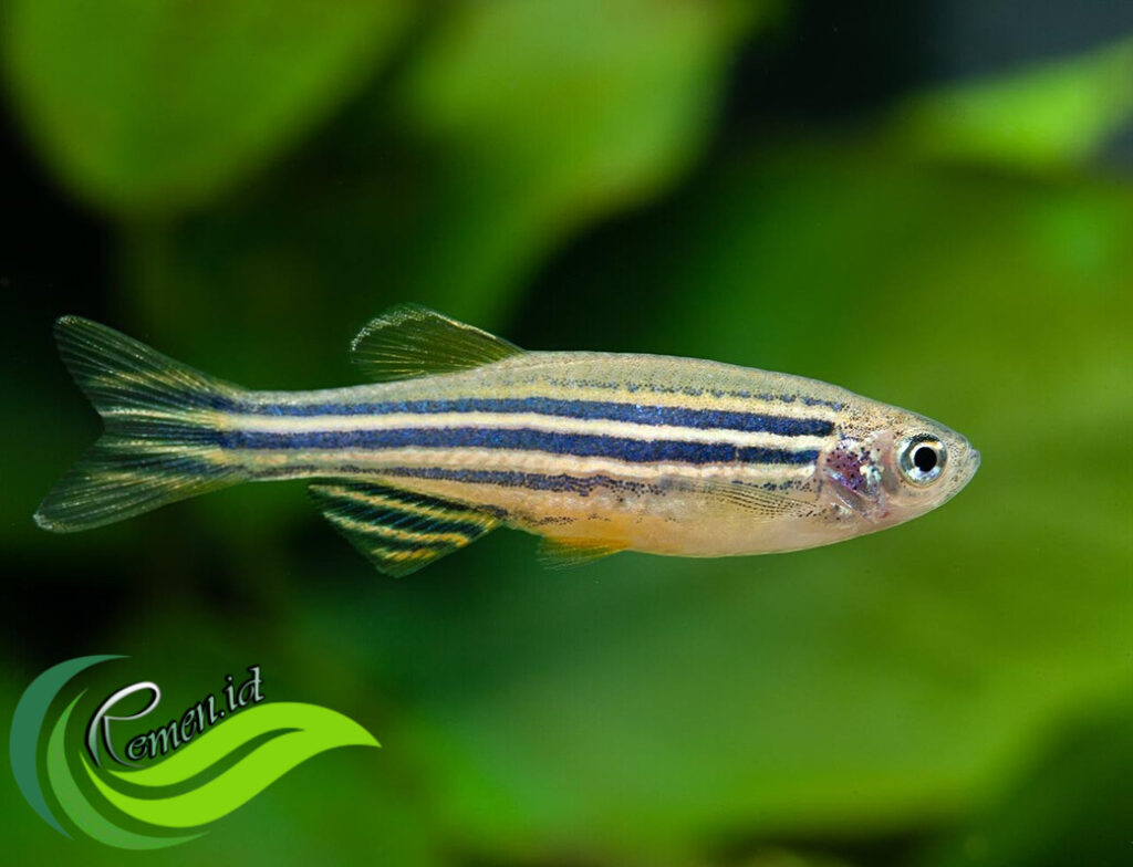 Ikan Zebra, Ikan Hias air Tawar Bermotif Garis Indah - Media Hobi dan ...