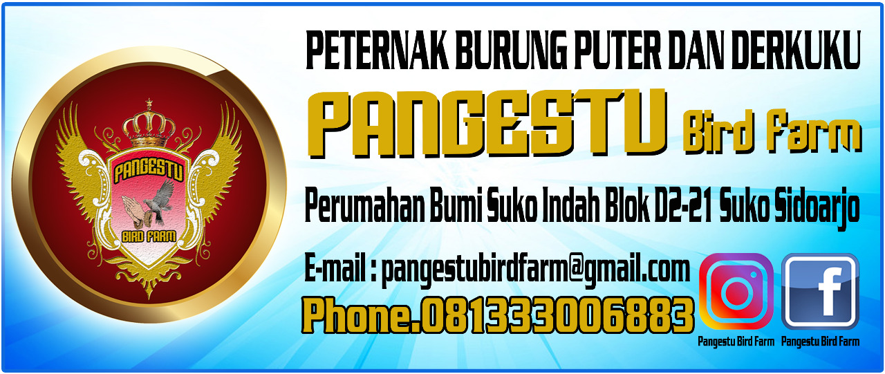 Ayam Pakhoy, Petarung Tangguh Asal Thailand - Media Hobi dan Informasi