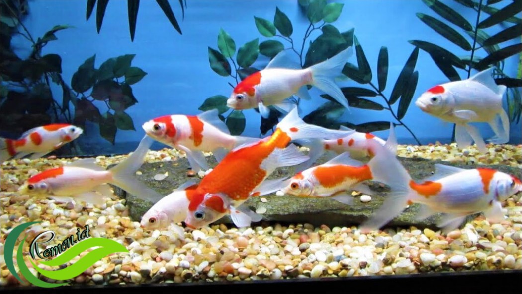 Ikan Komet, Ikan Hias Unik dan Cantik yang Banyak Diminati Penghobi ...