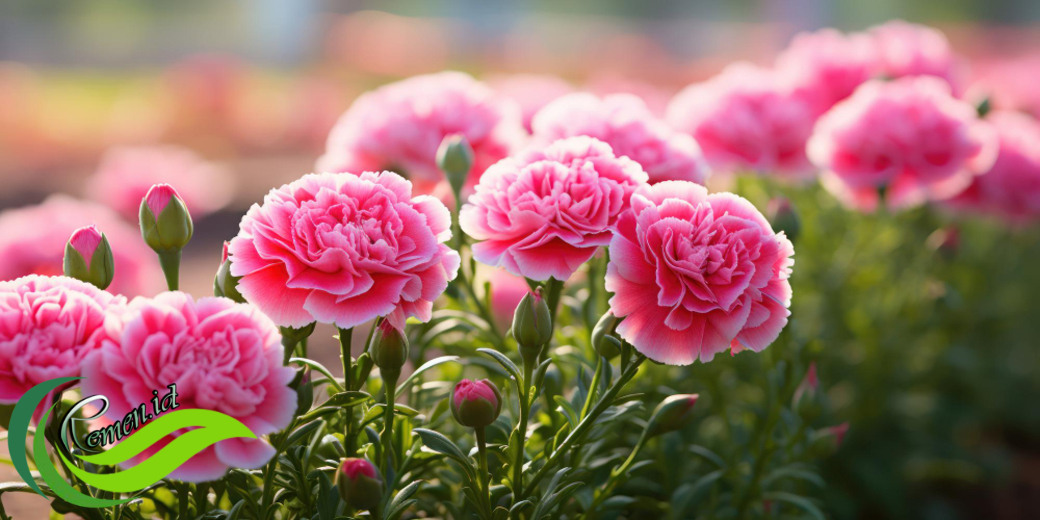 Krokot, Sering Dianggap sebagai Tanaman Gulma Nyatanya Bisa Dijadikan ...