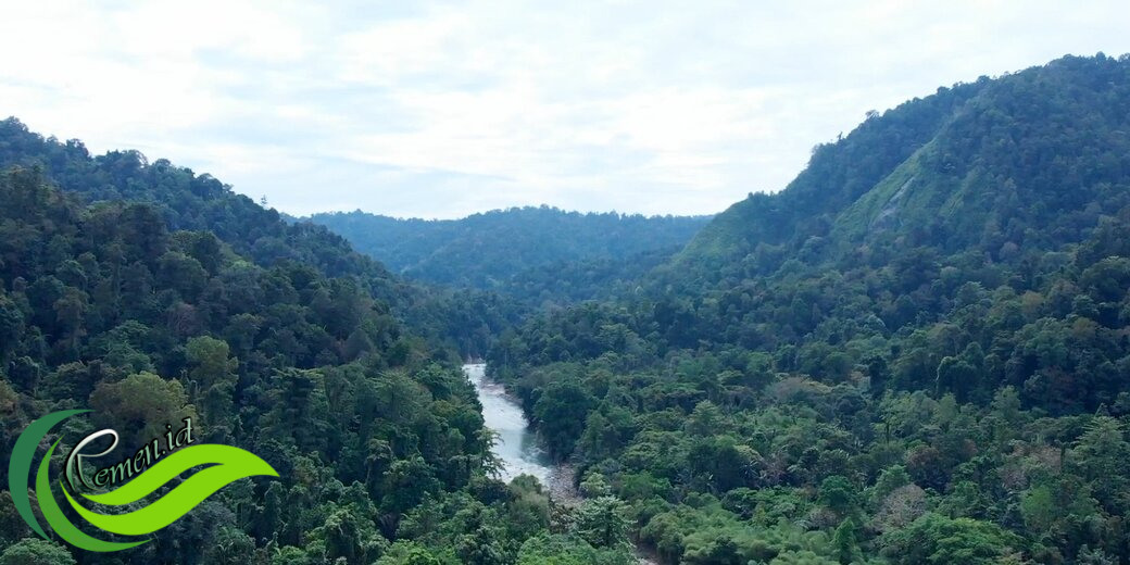 Musang Sulawesi, Satwa Endemik Sulawesi yang Misterius - Media Hobi dan ...