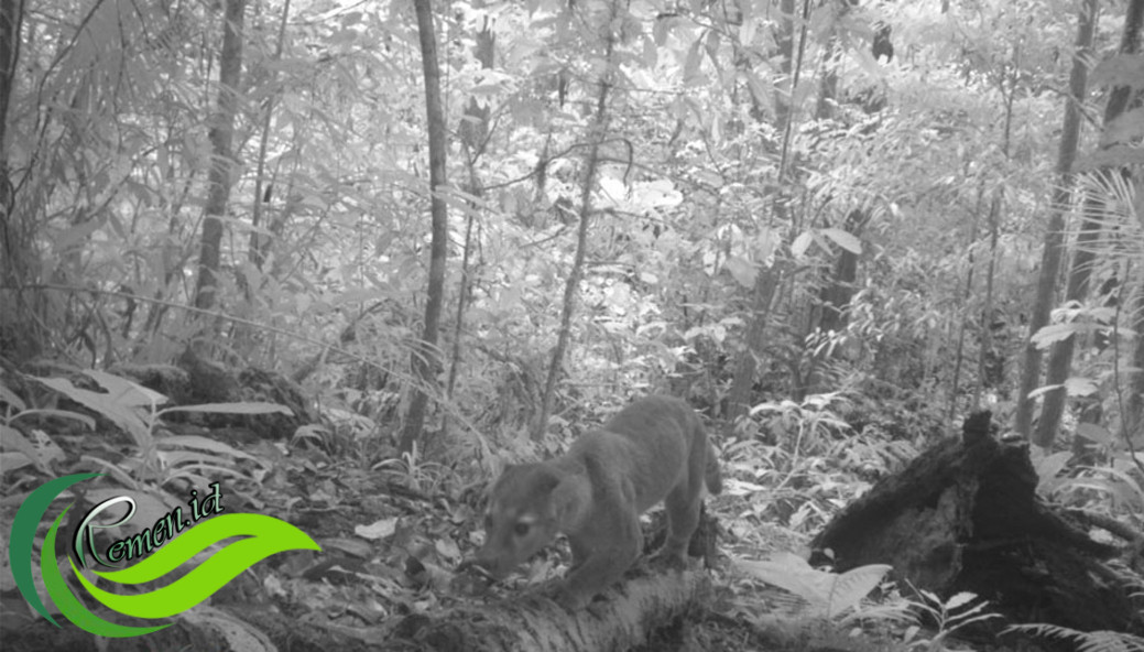 Musang Sulawesi, Satwa Endemik Sulawesi yang Misterius - Media Hobi dan ...