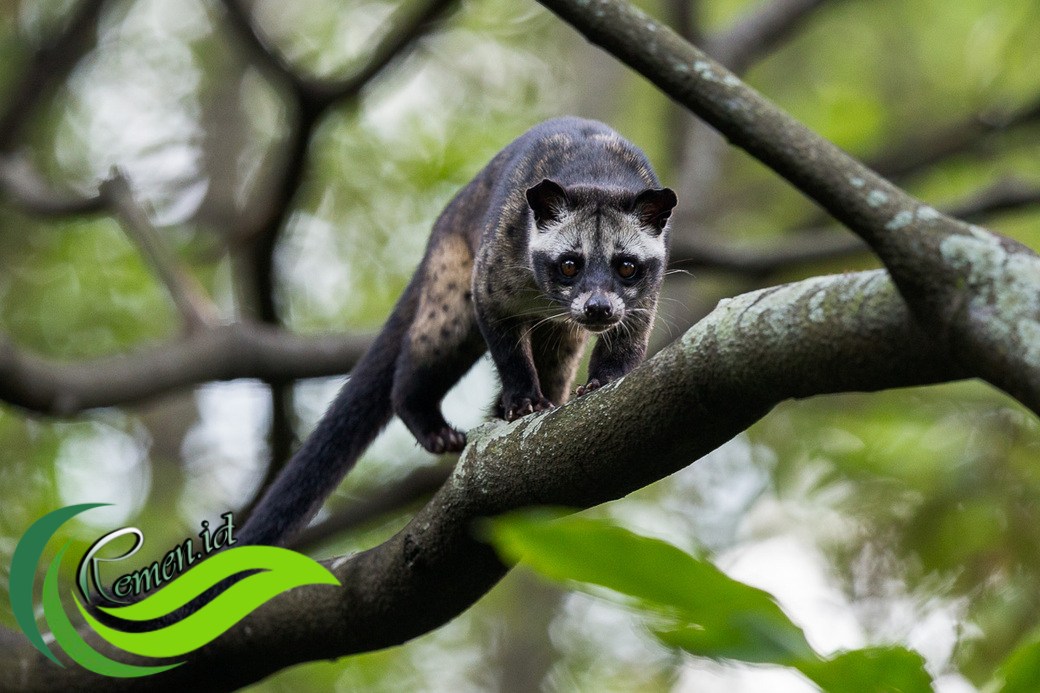 Musang Sulawesi, Satwa Endemik Sulawesi yang Misterius - Media Hobi dan ...