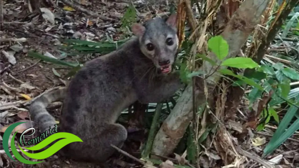 Musang Sulawesi, Satwa Endemik Sulawesi yang Misterius - Media Hobi dan ...