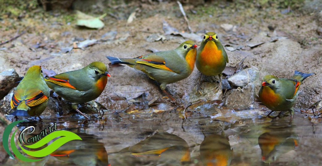 Robin, Burung Indah Bersuara Merdu yang Pernah Berjaya di Masa Lalu ...