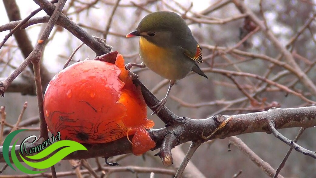 Robin, Burung Indah Bersuara Merdu yang Pernah Berjaya di Masa Lalu ...