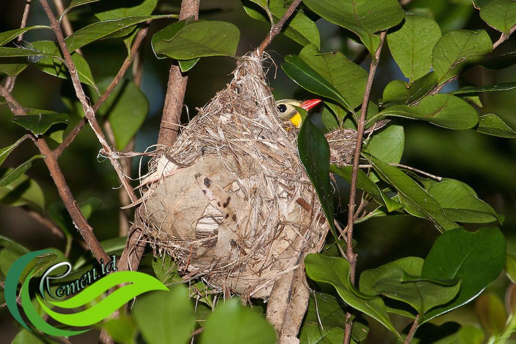 Robin, Burung Indah Bersuara Merdu yang Pernah Berjaya di Masa Lalu ...