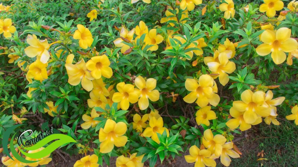 Bunga Alamanda, Tanaman Hias Cantik Antibakteri - Media Hobi dan Informasi