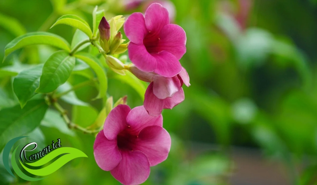 Bunga Alamanda, Tanaman Hias Cantik Antibakteri - Media Hobi dan Informasi