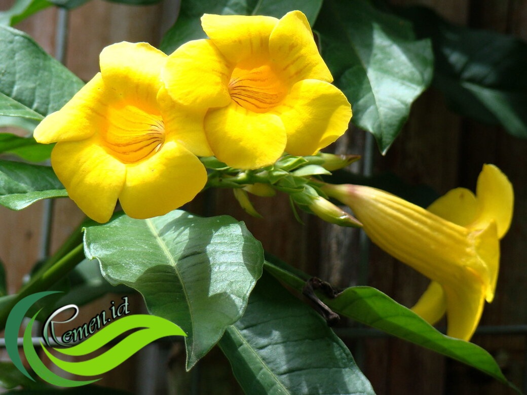 Bunga Alamanda, Tanaman Hias Cantik Antibakteri - Media Hobi dan Informasi