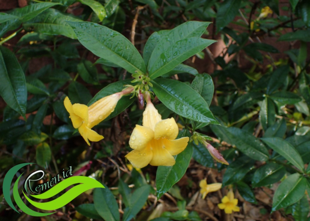 Bunga Alamanda, Tanaman Hias Cantik Antibakteri - Media Hobi dan Informasi