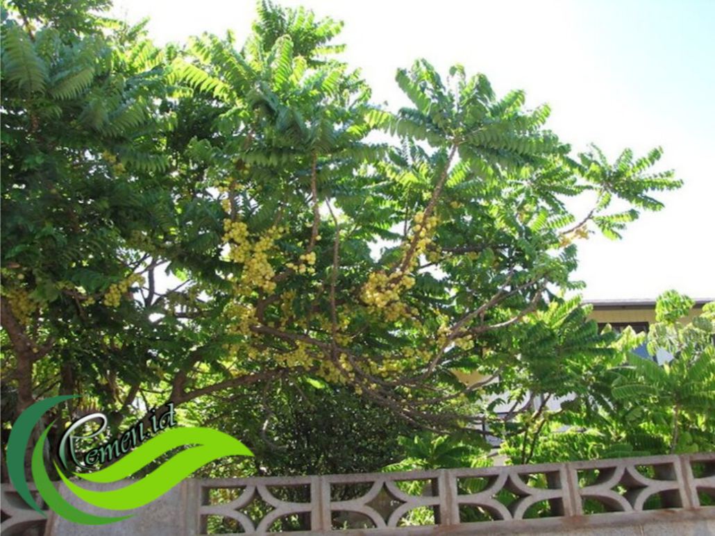 Cermai, Buah dengan Rasa Asam Segar yang Kaya Manfaat - Media Hobi dan ...