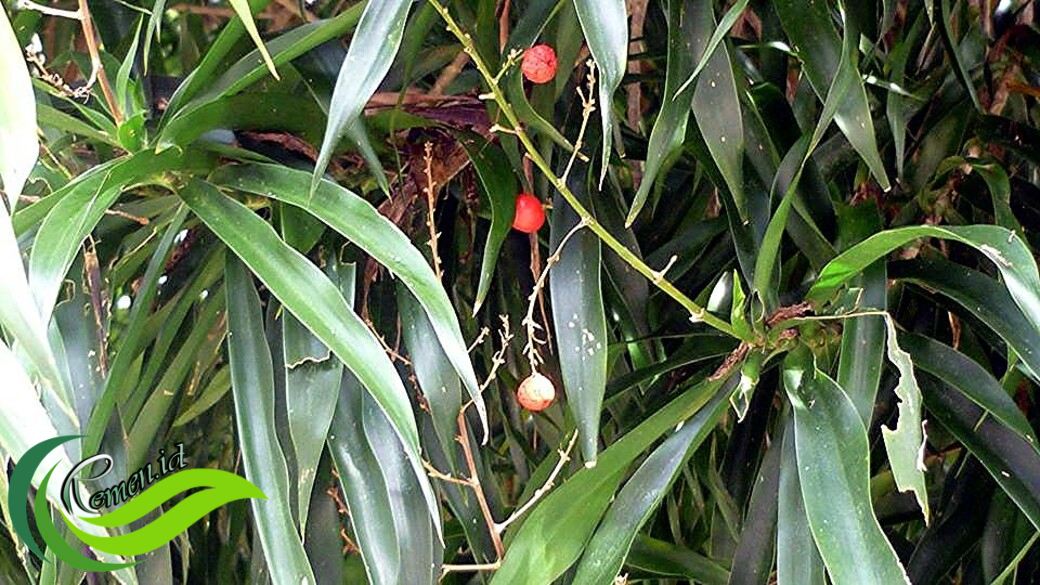Daun Suji, Pewarna Alami Makanan yang Kaya Manfaat untuk Kesehatan ...