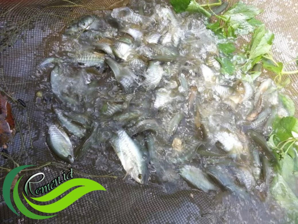 Ikan Sepat, Sumber Protein di Pedesaan Memiliki Nilai Ekonomi Cukup ...